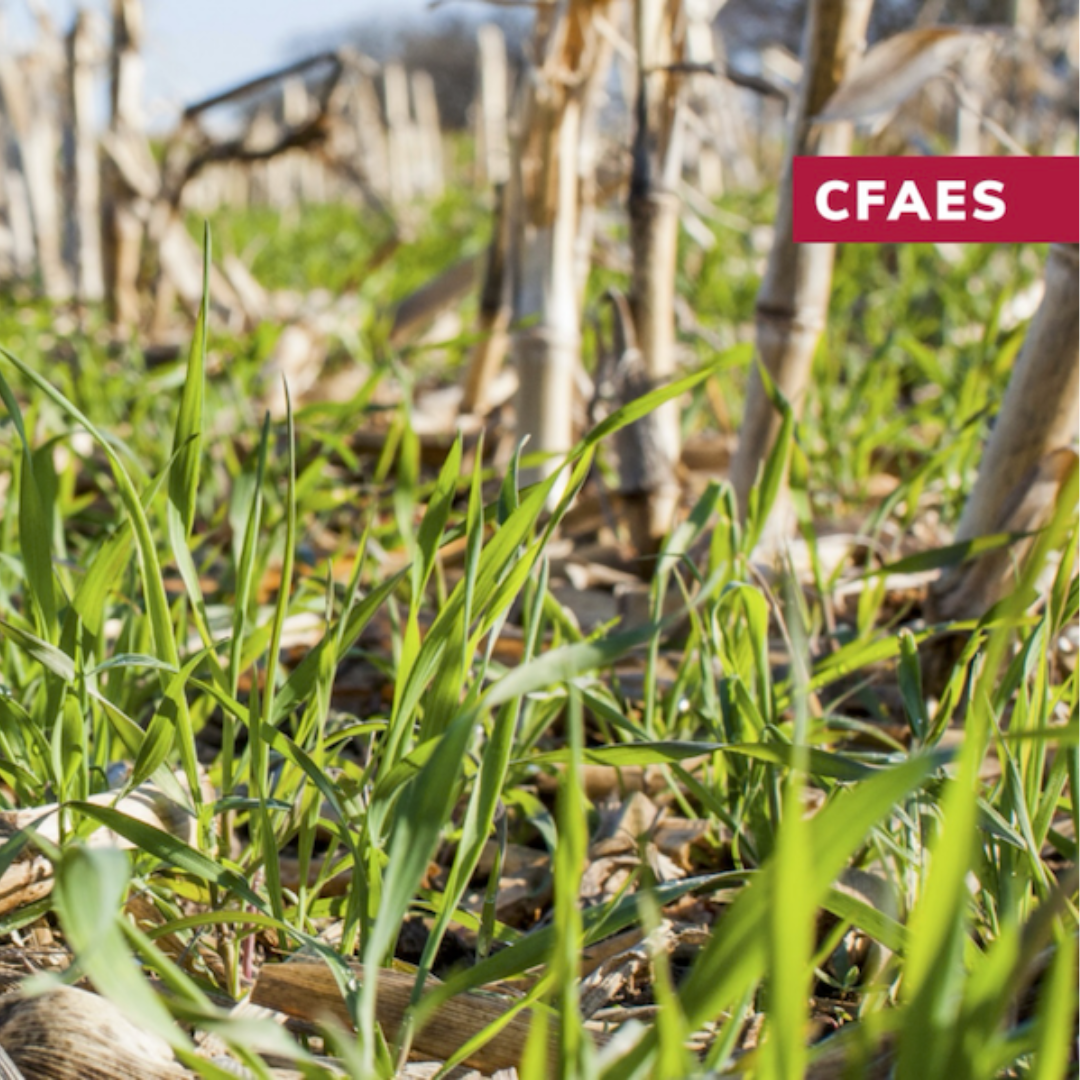 OSU Extension offers cover crop seed for vegetable gardeners | Ada Icon