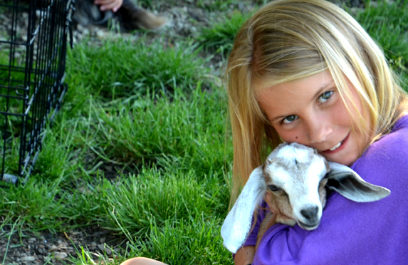 Getting your goat | Ada Icon