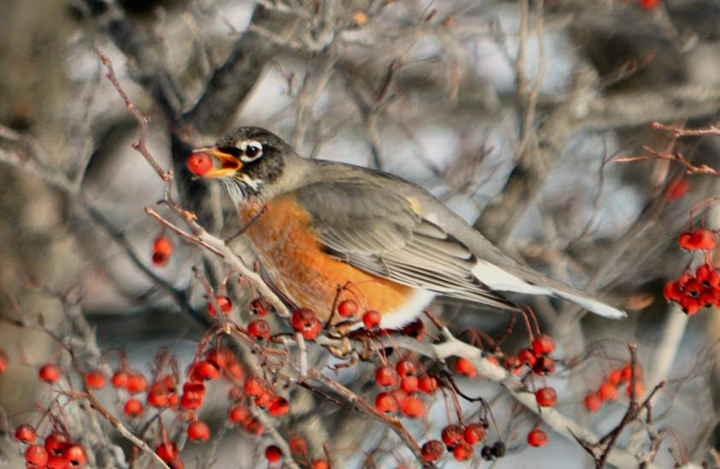 52 days until Spring | Ada Icon