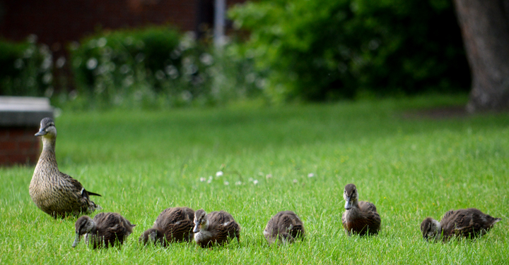 ONU's summer mascots | Ada Icon