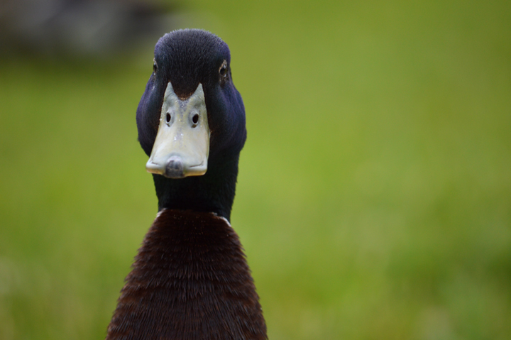 The guard duck | Ada Icon