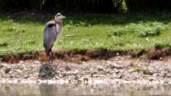 Meet Ada's Big Bird | Ada Icon