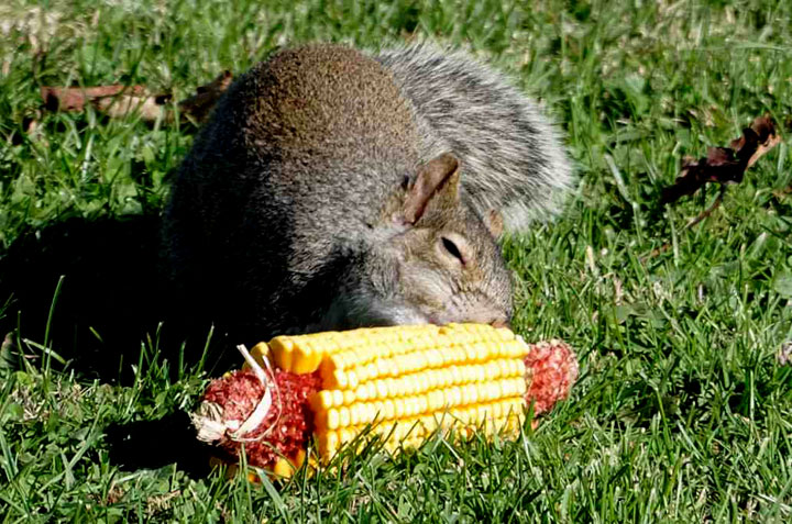 Squirrel lunch etiquette | Ada Icon