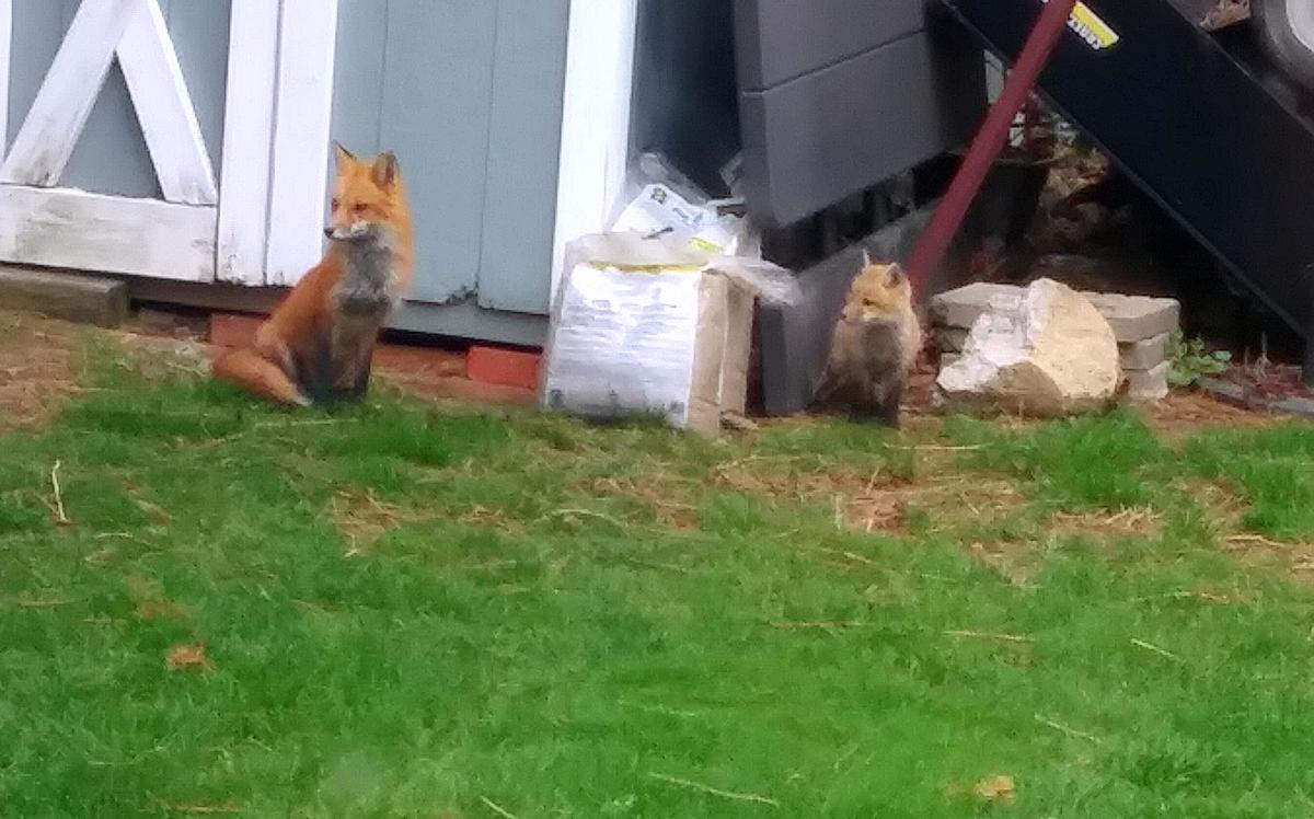 Out-foxed | Ada Icon