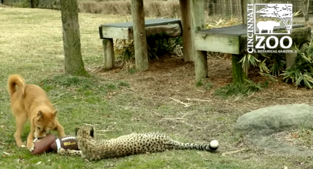 Fumble recovery | Ada Icon