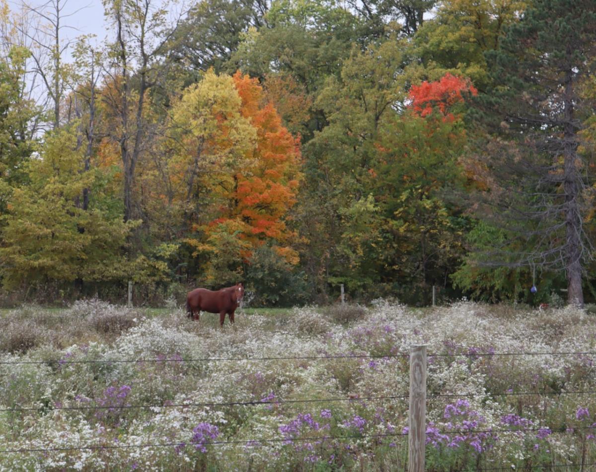 Big Red amid fall colors | Ada Icon