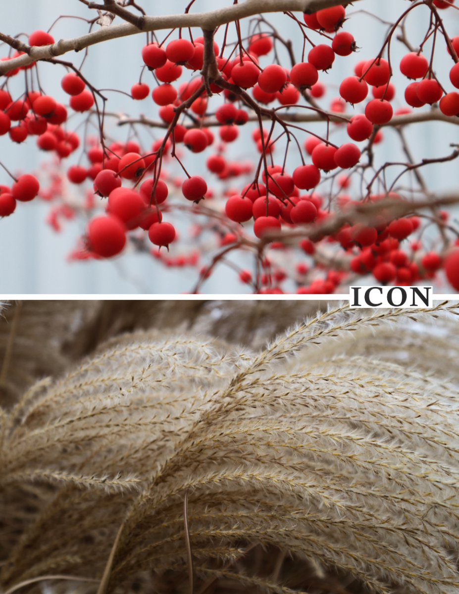 PHOTO January colors | Ada Icon