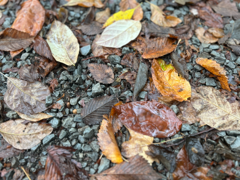 Until Village of Ada leaf pickup begins | Ada Icon